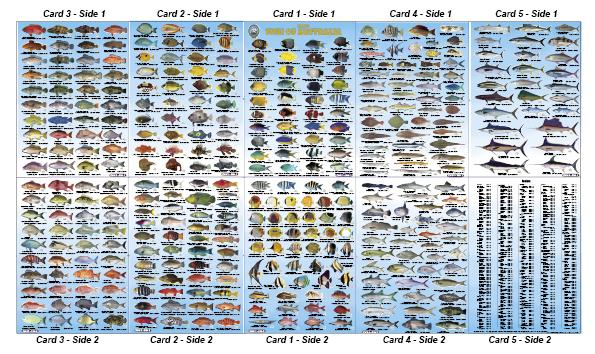 Fish ID Cards - Australia and Great Barrier Reef – The Navigation ...